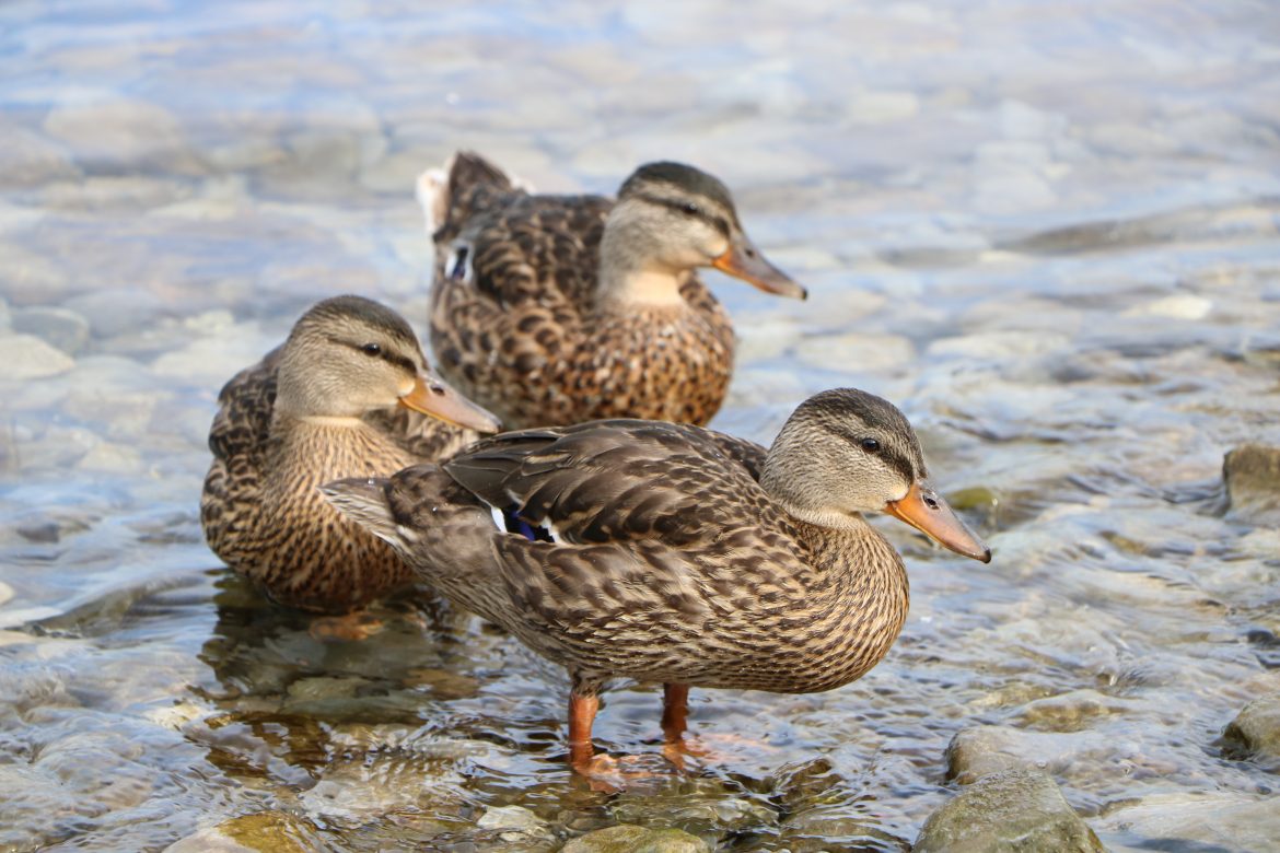 Kingston's Own Nature Gem: Lemoine Point - Possible Made Here